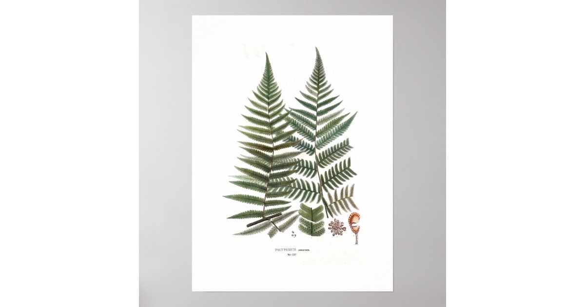 Fern Poster | Zazzle