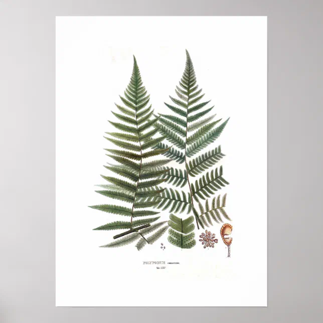 Fern Poster | Zazzle