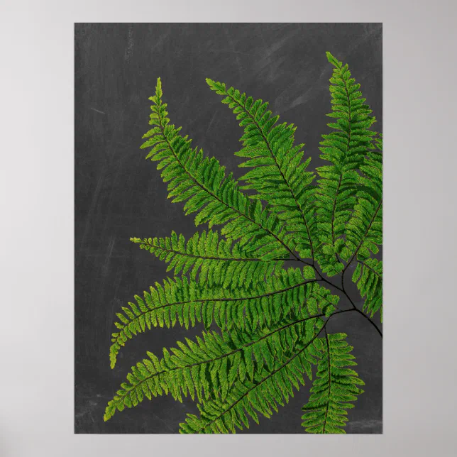 Fern sign w/ Chalkboard Background no. 5 | Zazzle