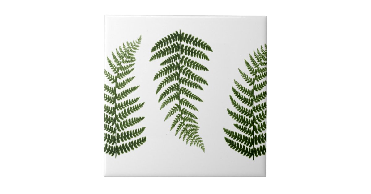 Ferns Ceramic Tile | Zazzle
