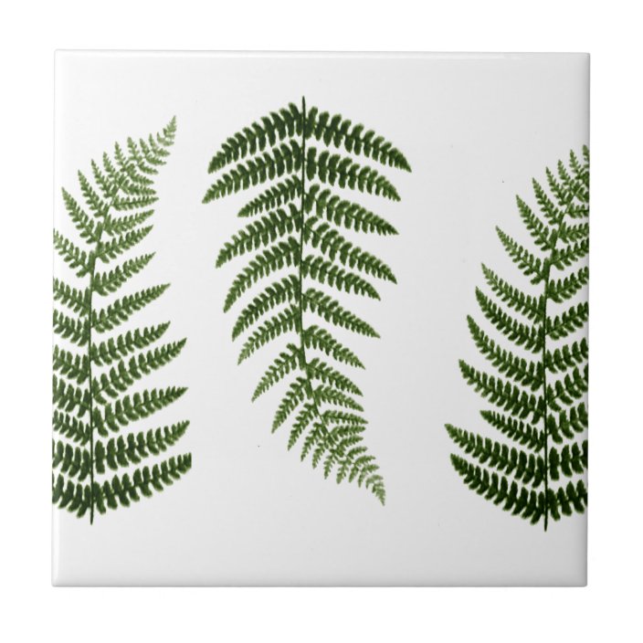 Ferns Ceramic Tile | Zazzle.com
