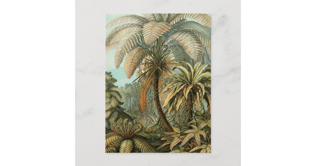 Ferns Palm Tree Antique Botanical Ferns Art Postcard | Zazzle
