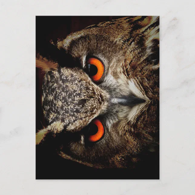 Ferocious Owl Postcard | Zazzle