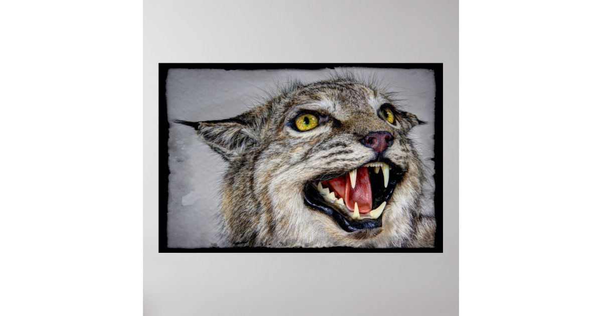 FEROCIOUS WILDCAT POSTER | Zazzle