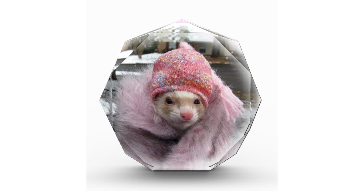 Ferret award, benefits rescue ferrets award | Zazzle