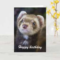 Ferret birthday card | Zazzle