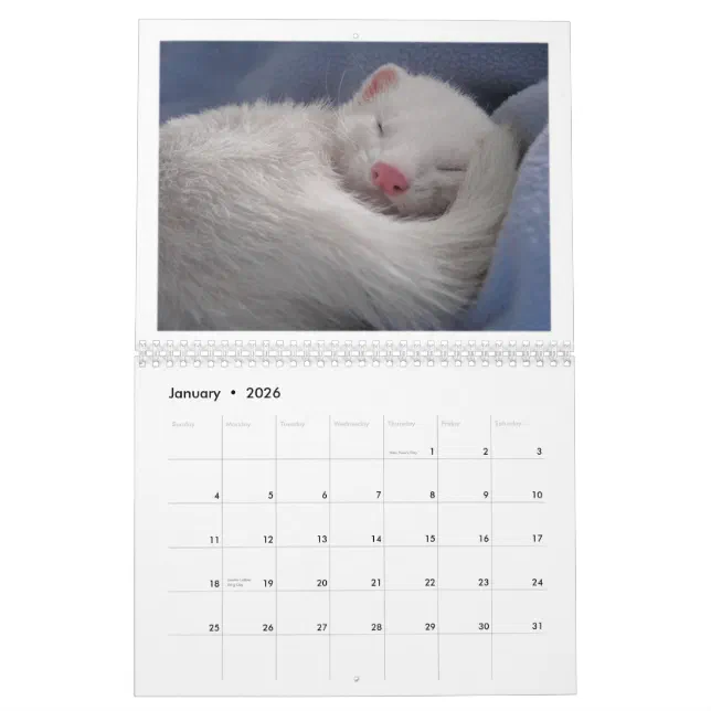 Ferret Calendar 1st Edition | Zazzle