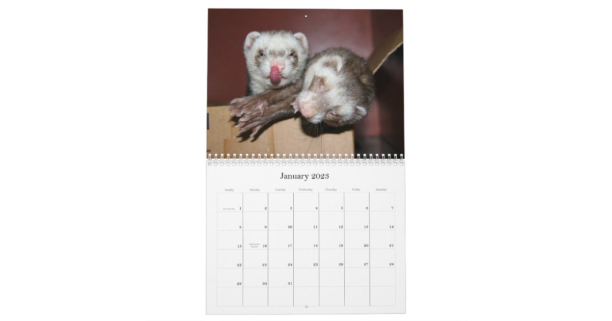 Ferret Calendar 2011 | Zazzle