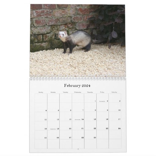 Ferret Calendar 2011 | Zazzle