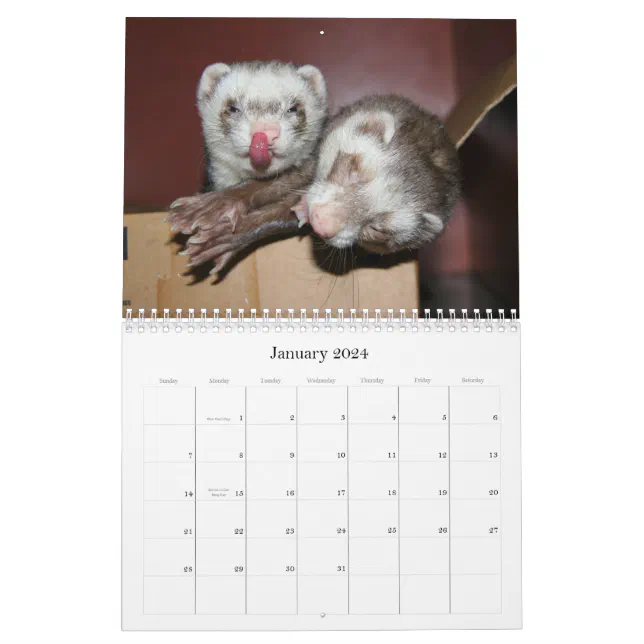 Ferret Calendar 2011 | Zazzle