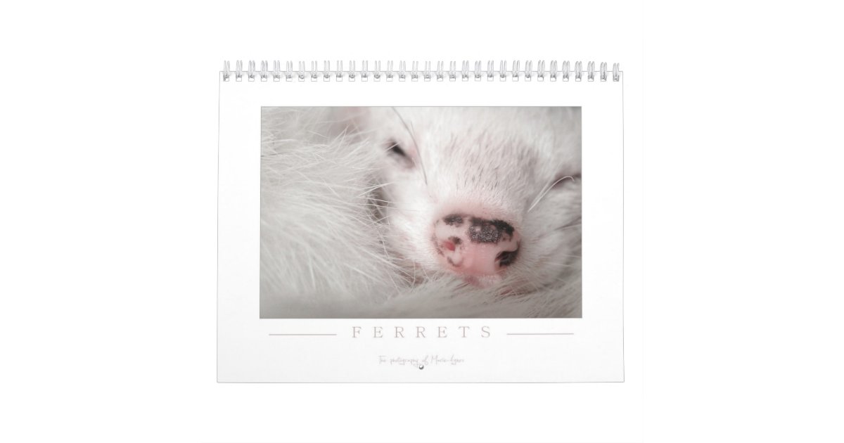 Ferret Calendar - 2nd Edition | Zazzle