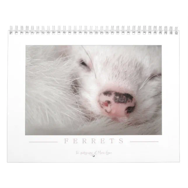 Ferret Calendar - 2nd Edition | Zazzle