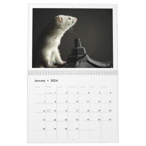 Ferret Calendar - 2nd Edition | Zazzle