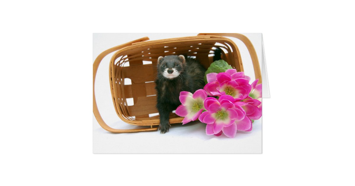Ferret Card | Zazzle