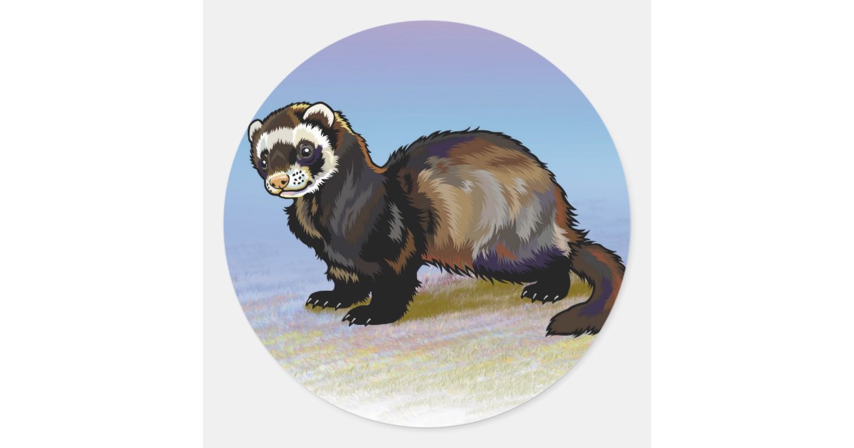 ferret classic round sticker | Zazzle