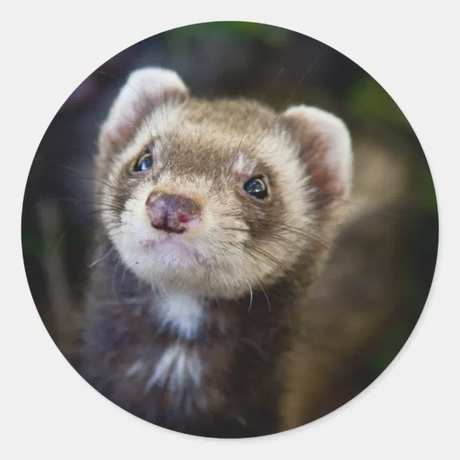 Ferret Classic Round Sticker | Zazzle