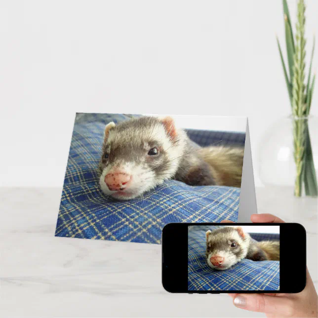 Ferret Face Birthday Card | Zazzle