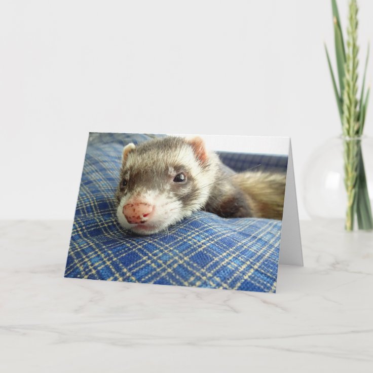 Ferret Face Birthday Card | Zazzle