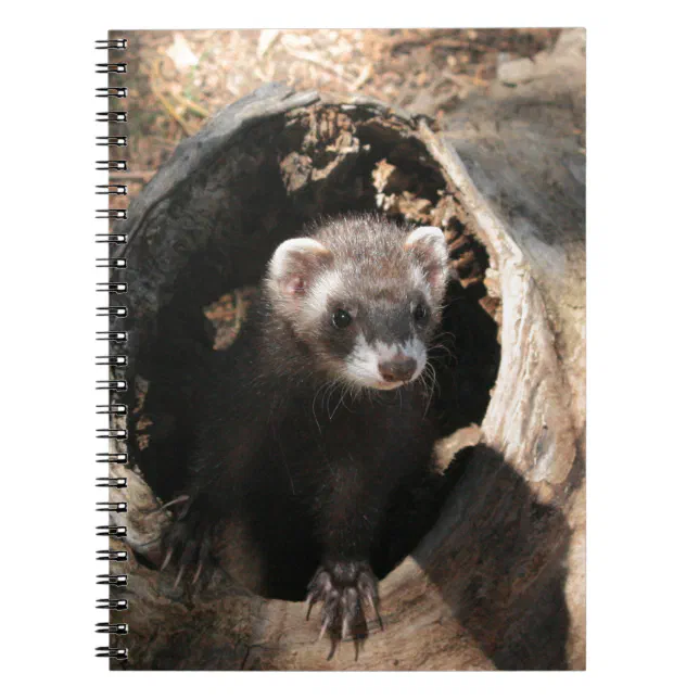 Ferret Face Notebook | Zazzle