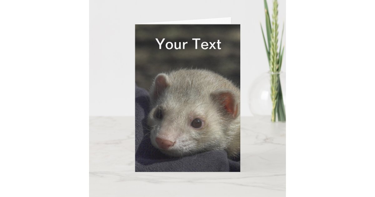 Ferret Greeting Card | Zazzle