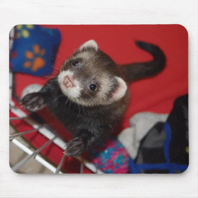 Ferret Mouse Pad | Zazzle