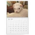 Ferrets Calendar - 3 - | Zazzle