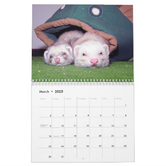 Ferrets Wall Calendar | Zazzle