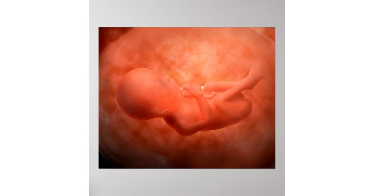 Fetus Development At 24 Weeks Poster | Zazzle