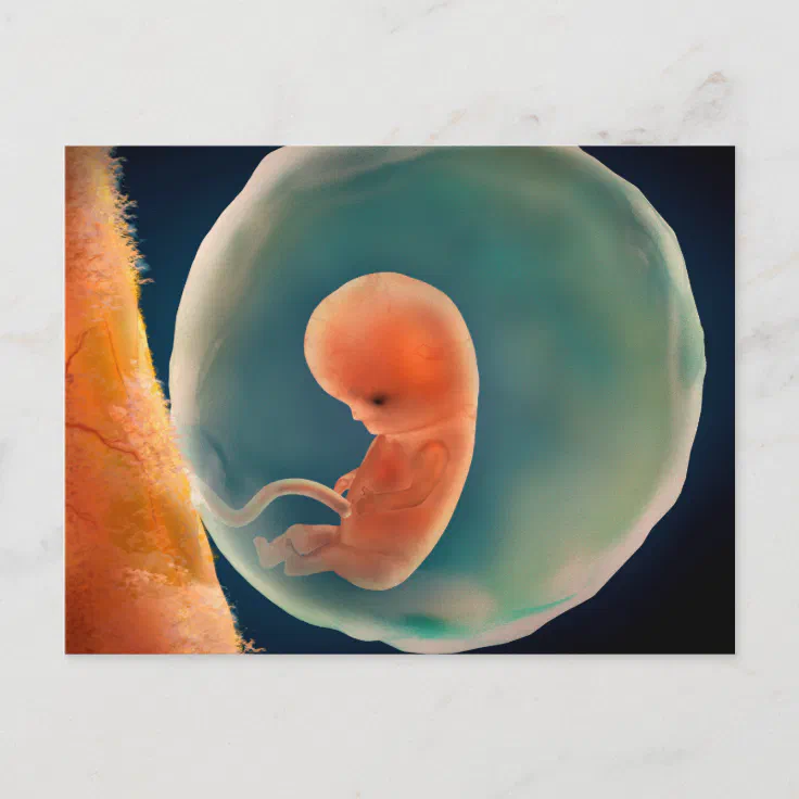 Fetus Development At 9 Weeks Postcard | Zazzle