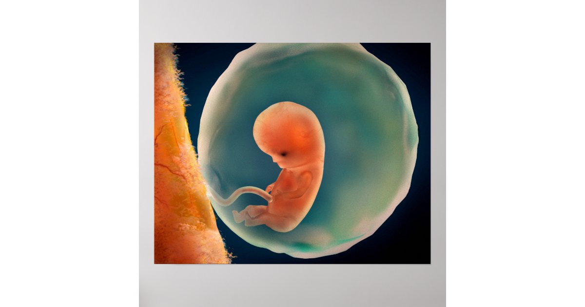 Fetus Development At 9 Weeks Poster | Zazzle
