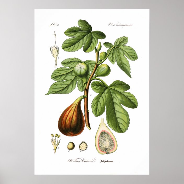 Ficus carica (Fig) Poster | Zazzle