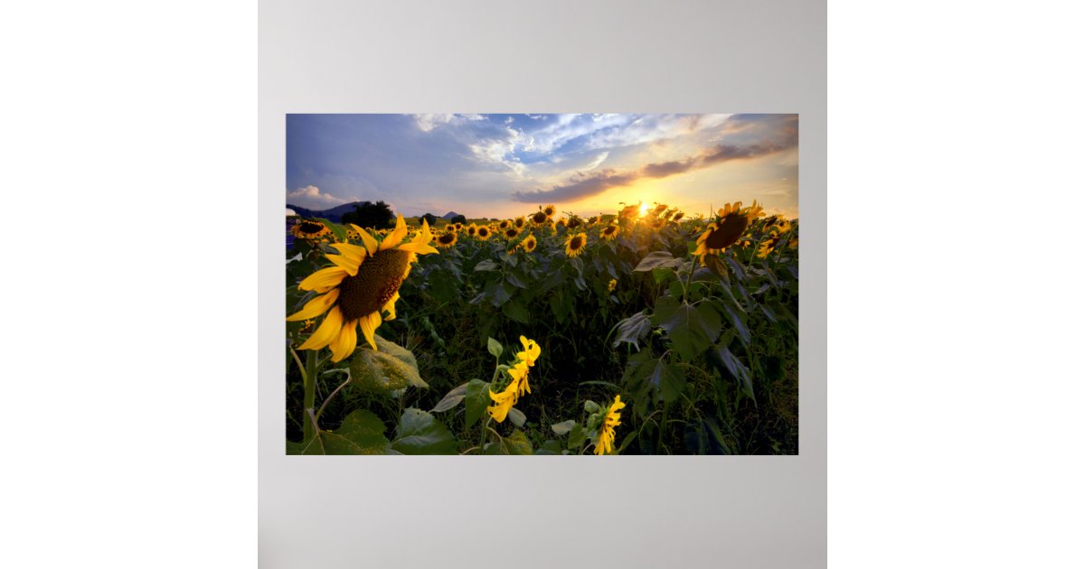 Field of Blooming Sunflowers Poster | Zazzle