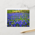 Field of Bluebonnets Postcard | Zazzle