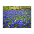 Field of Bluebonnets Postcard | Zazzle
