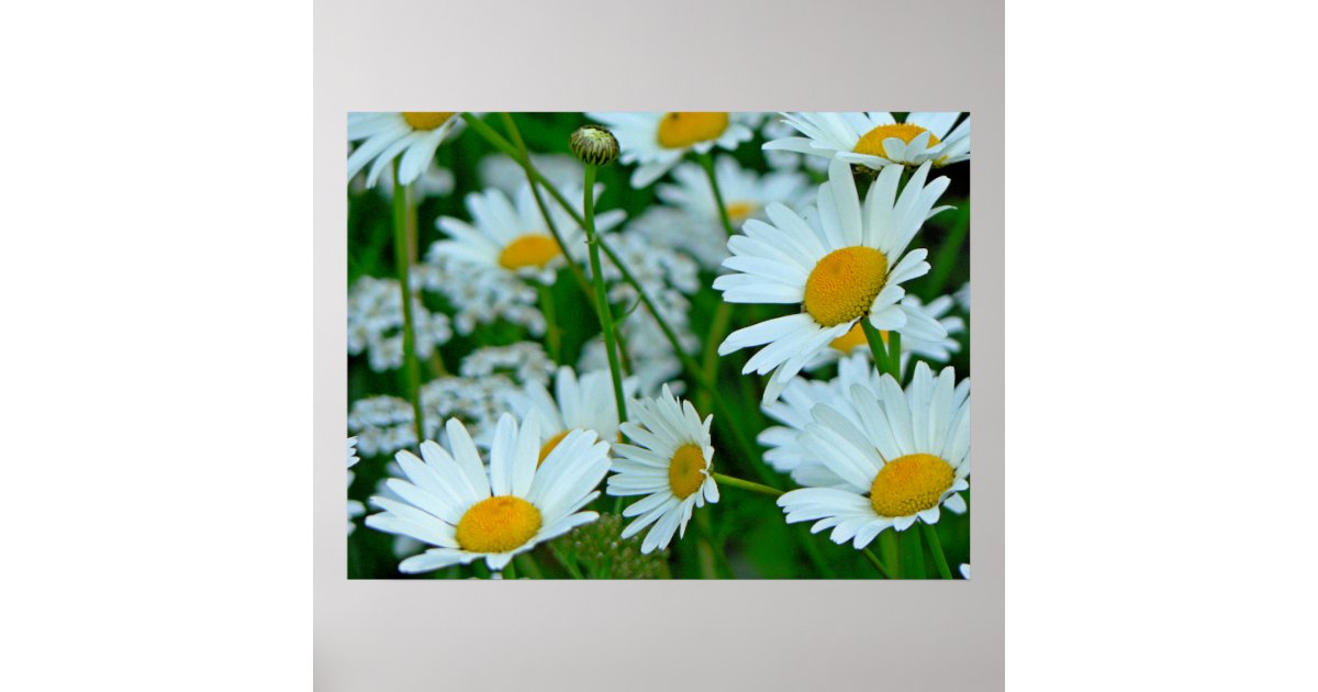 Field of Daisies Poster | Zazzle