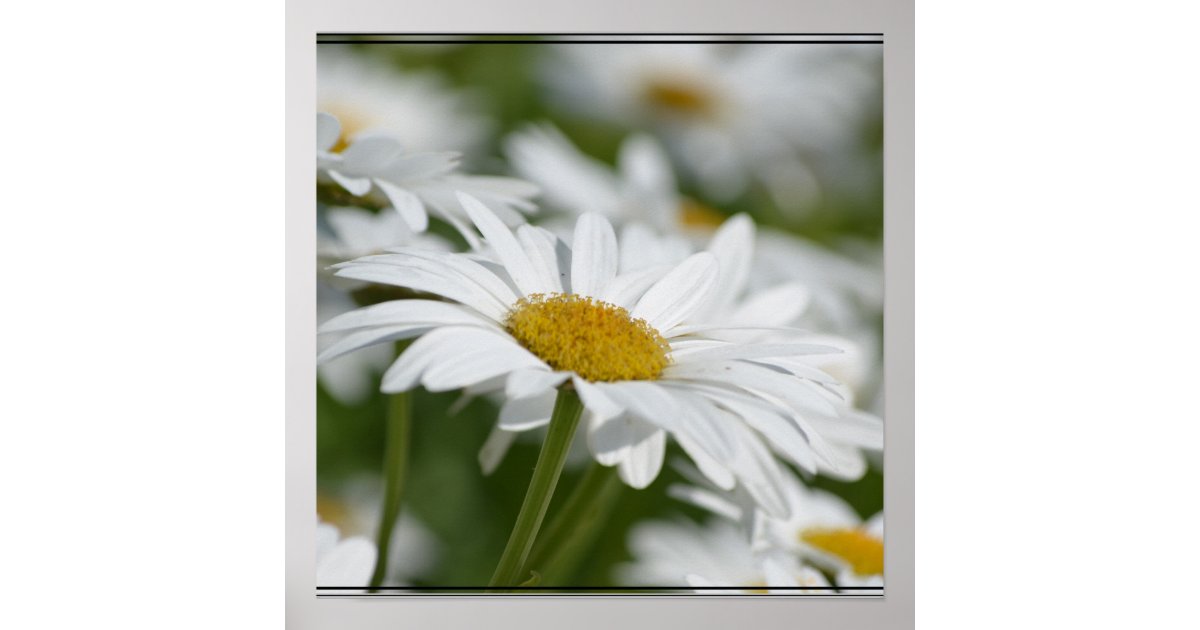 Field of Daisies Poster | Zazzle