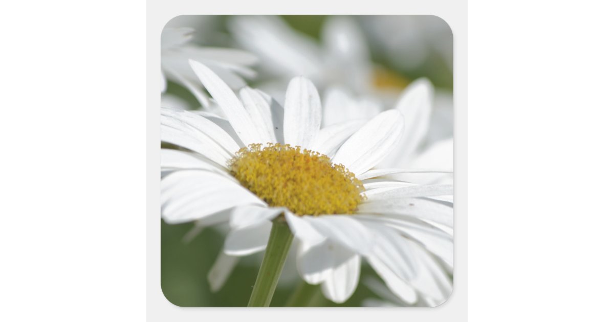 Field of Daisies Square Sticker | Zazzle