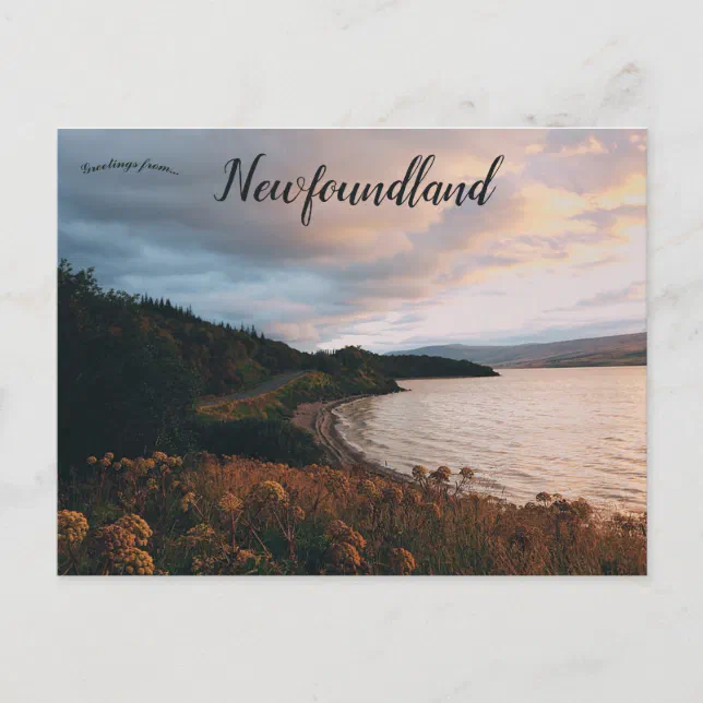 Field of Flowers Along the Shoreline Newfoundland Postcard | Zazzle