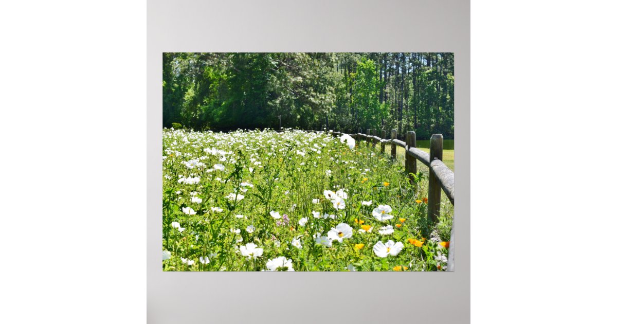 Field of Flowers with Rail Fence Poster | Zazzle
