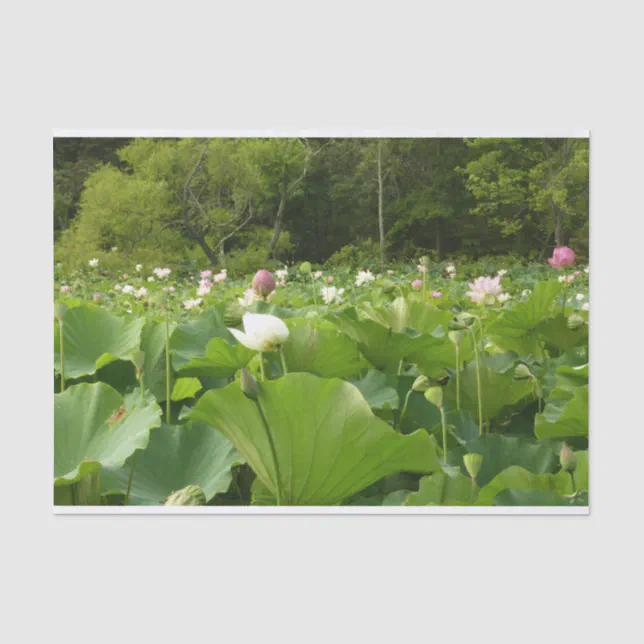 Field of Lotus Flowers Summer Garden Tissue Paper | Zazzle