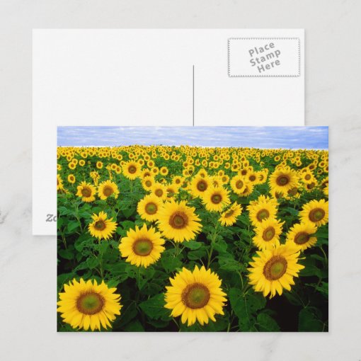 Field of Sunflowers Postcard | Zazzle