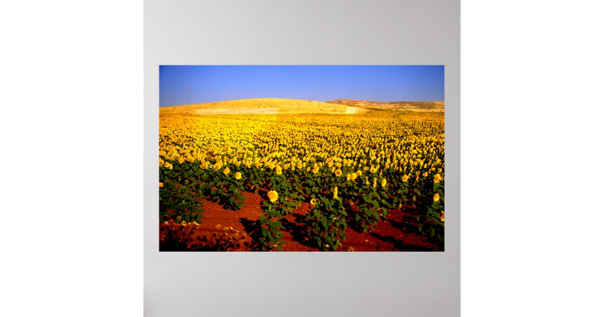 Field of sunflowers, southern Spain Poster | Zazzle