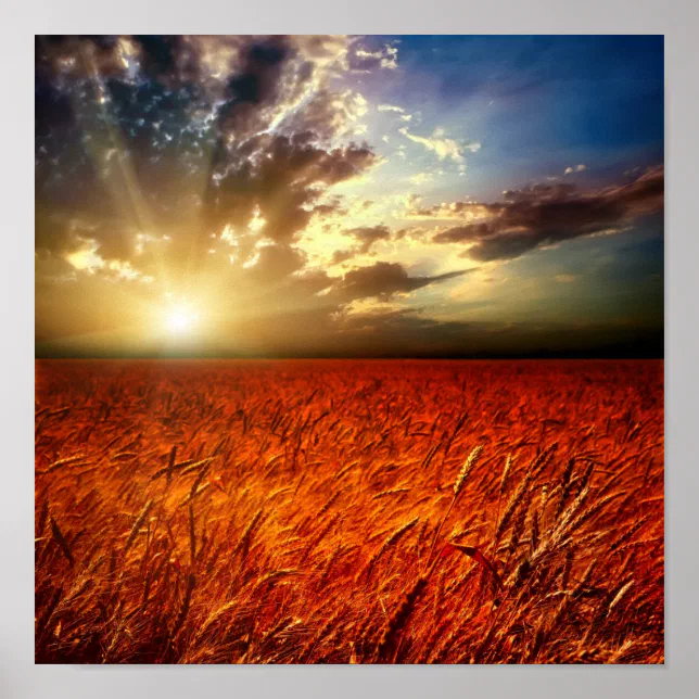 Field of wheat and sunset poster | Zazzle