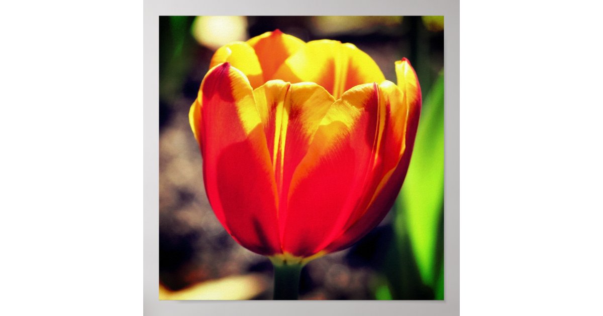 Fiery Orange Yellow Tulip Flower Close Up Poster | Zazzle