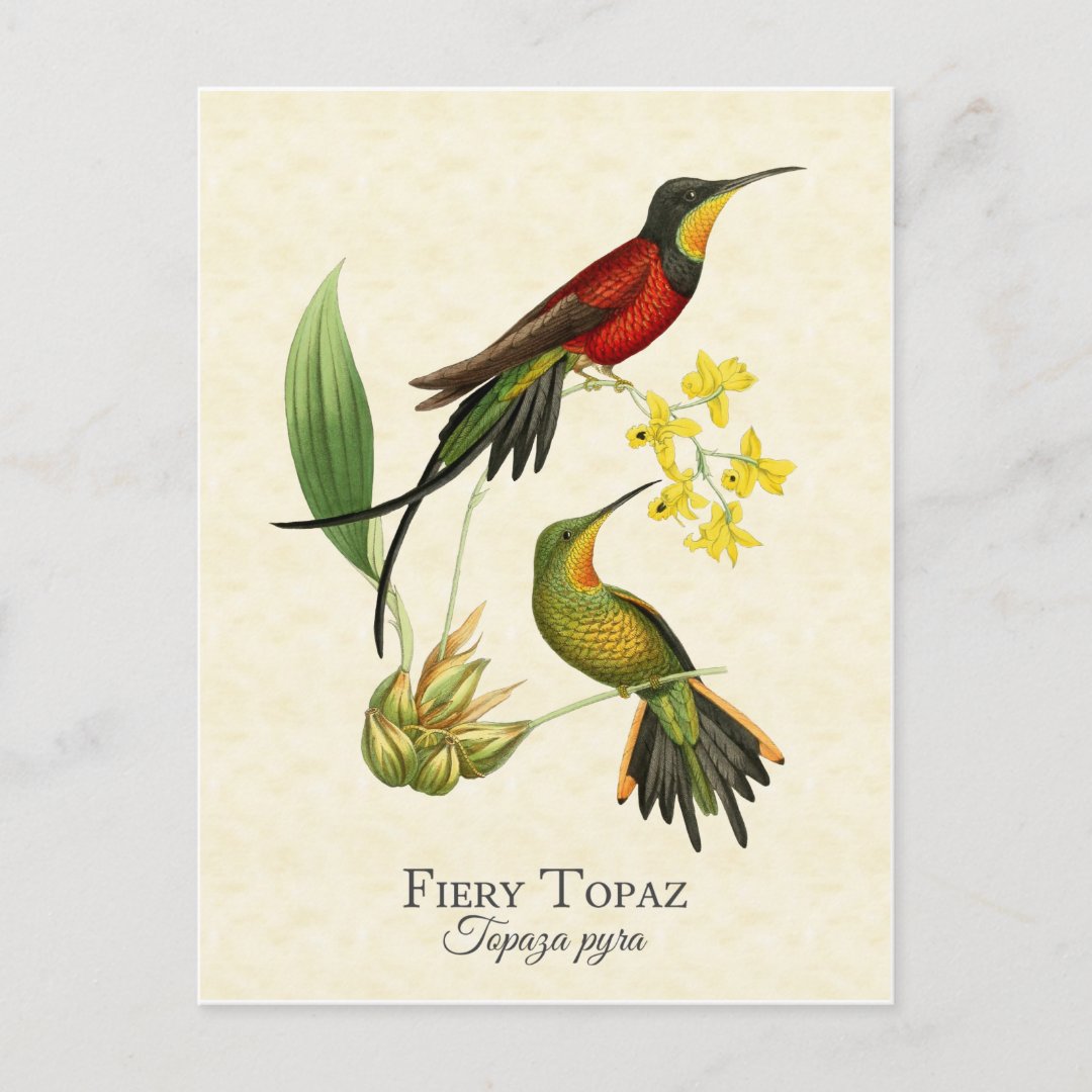 Fiery Topaz Hummingbirds Vintage Art Postcard | Zazzle