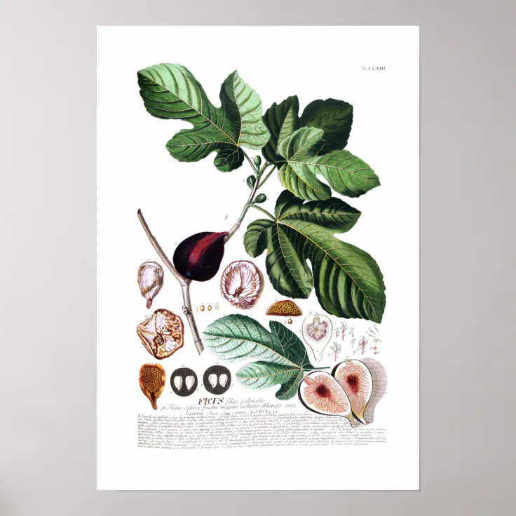 Fig Poster | Zazzle