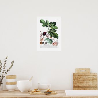 Fig Poster | Zazzle