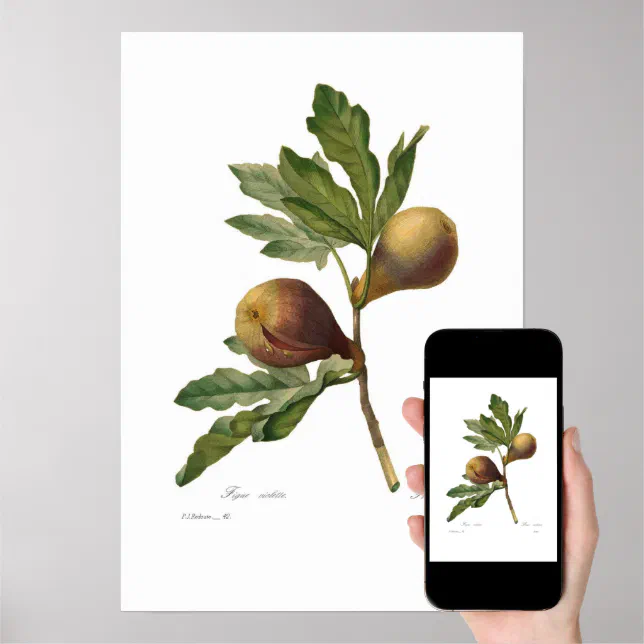 Fig Poster | Zazzle