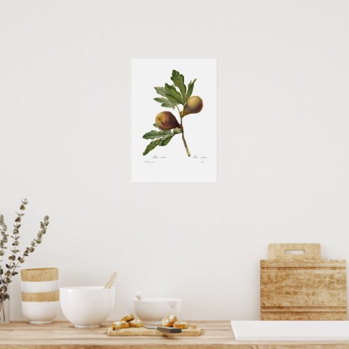 Fig Poster | Zazzle