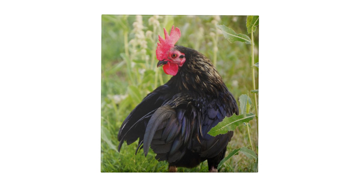 Fighting Rooster Ceramic Tile | Zazzle